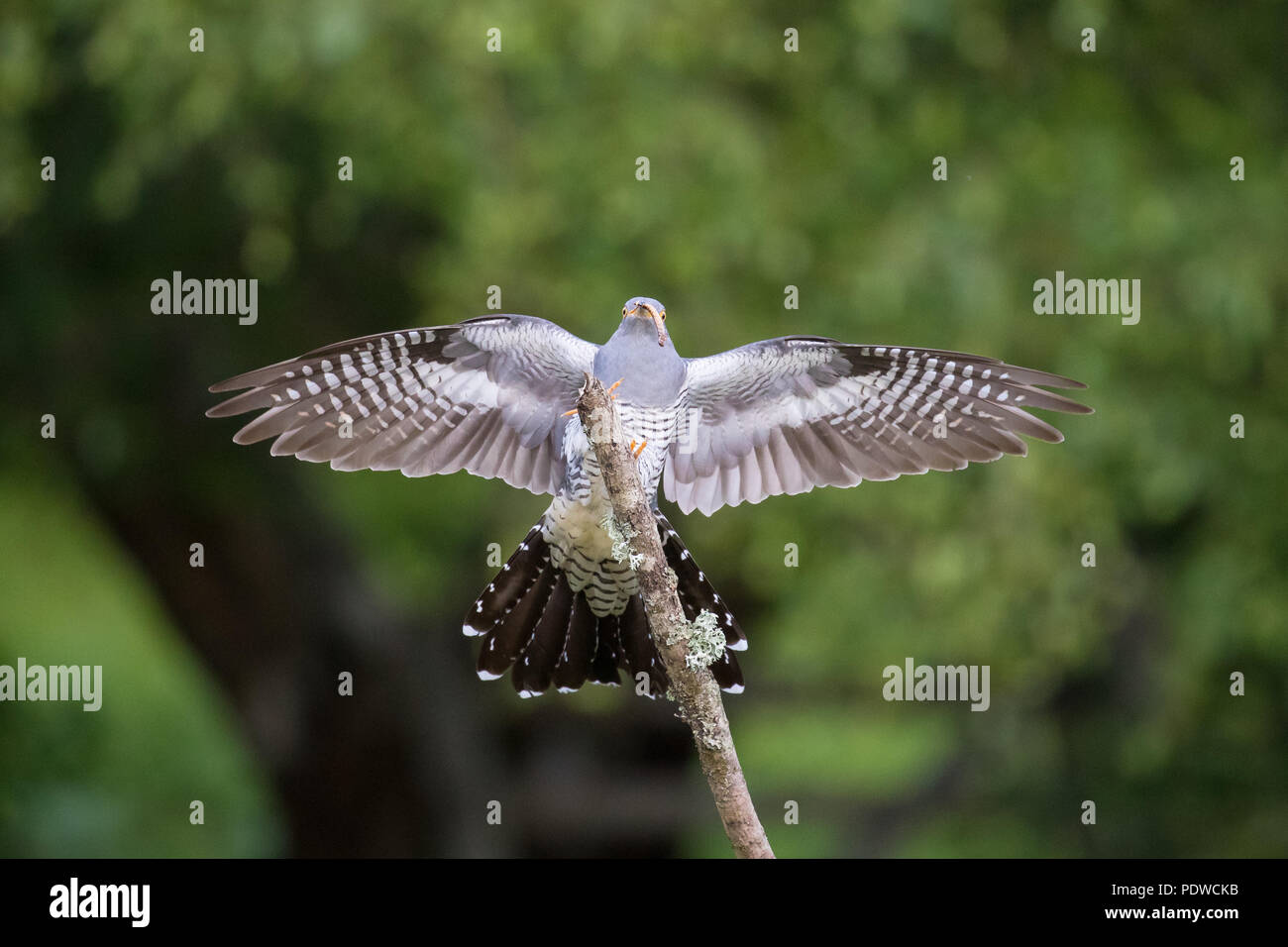 Male cuckoo coming in to land Stock Photo - Alamy