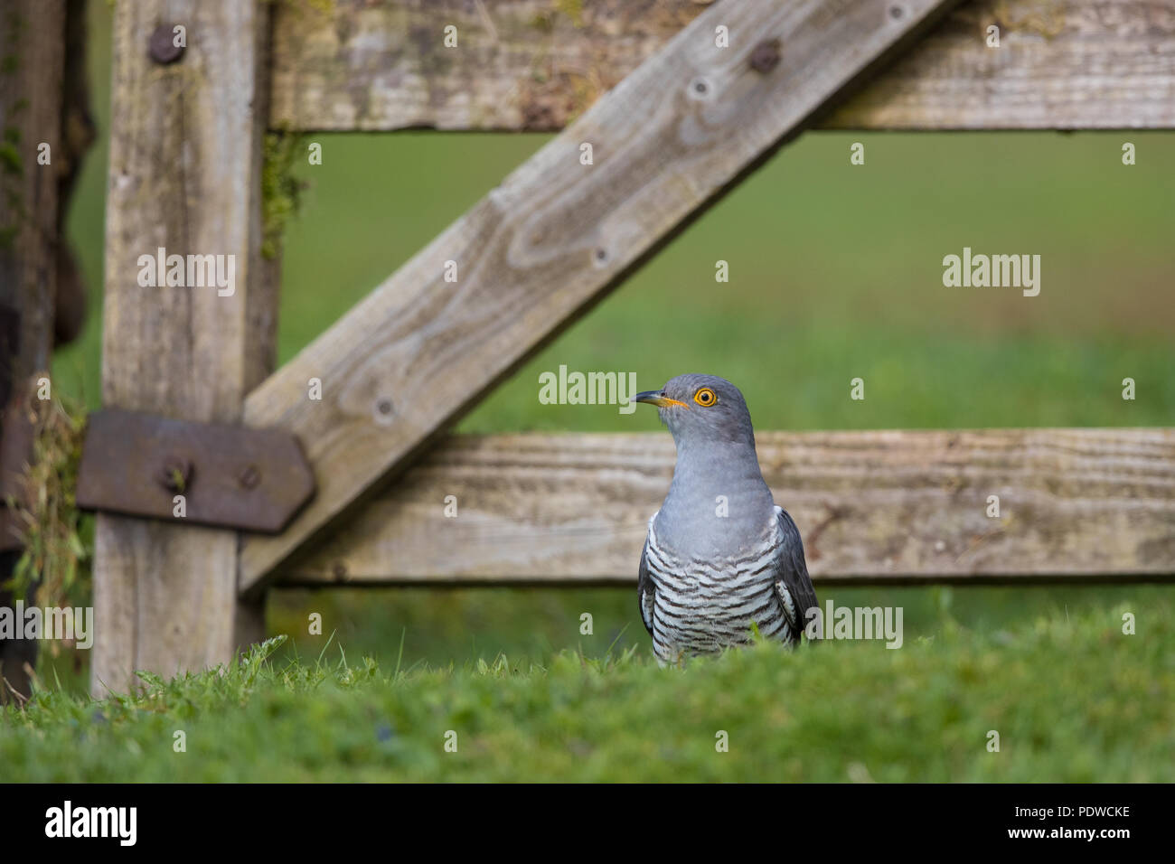 Male cuckoo coming in to land Stock Photo - Alamy