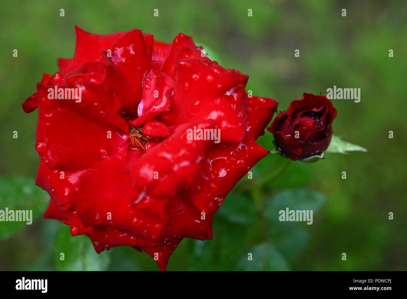 Red roses with rain drops Stock Photo - Alamy