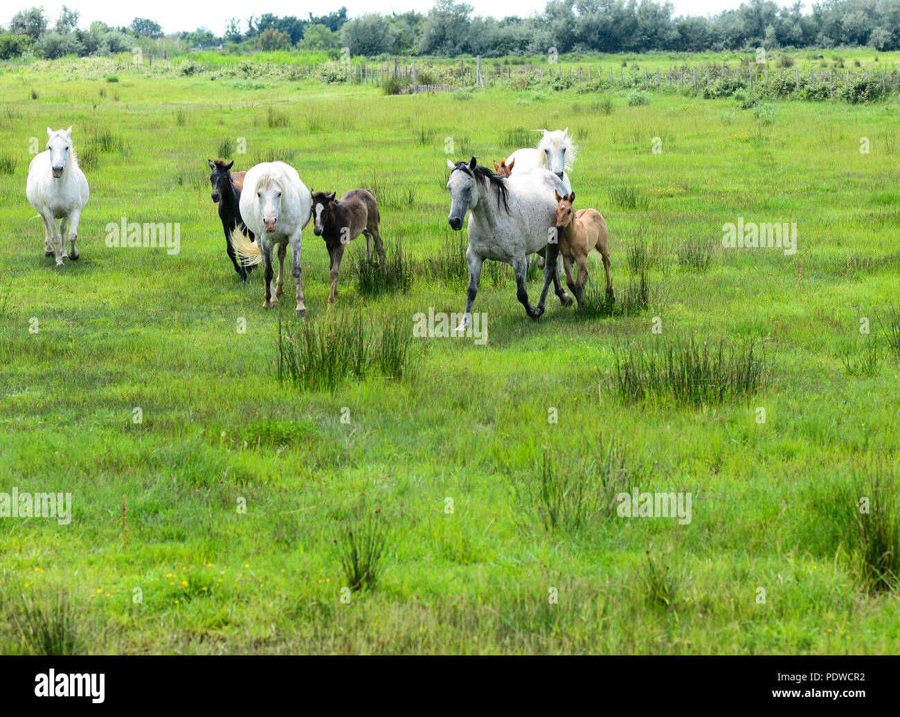 Cruise tourists visit a horse and bull farm with young horses, workers ...