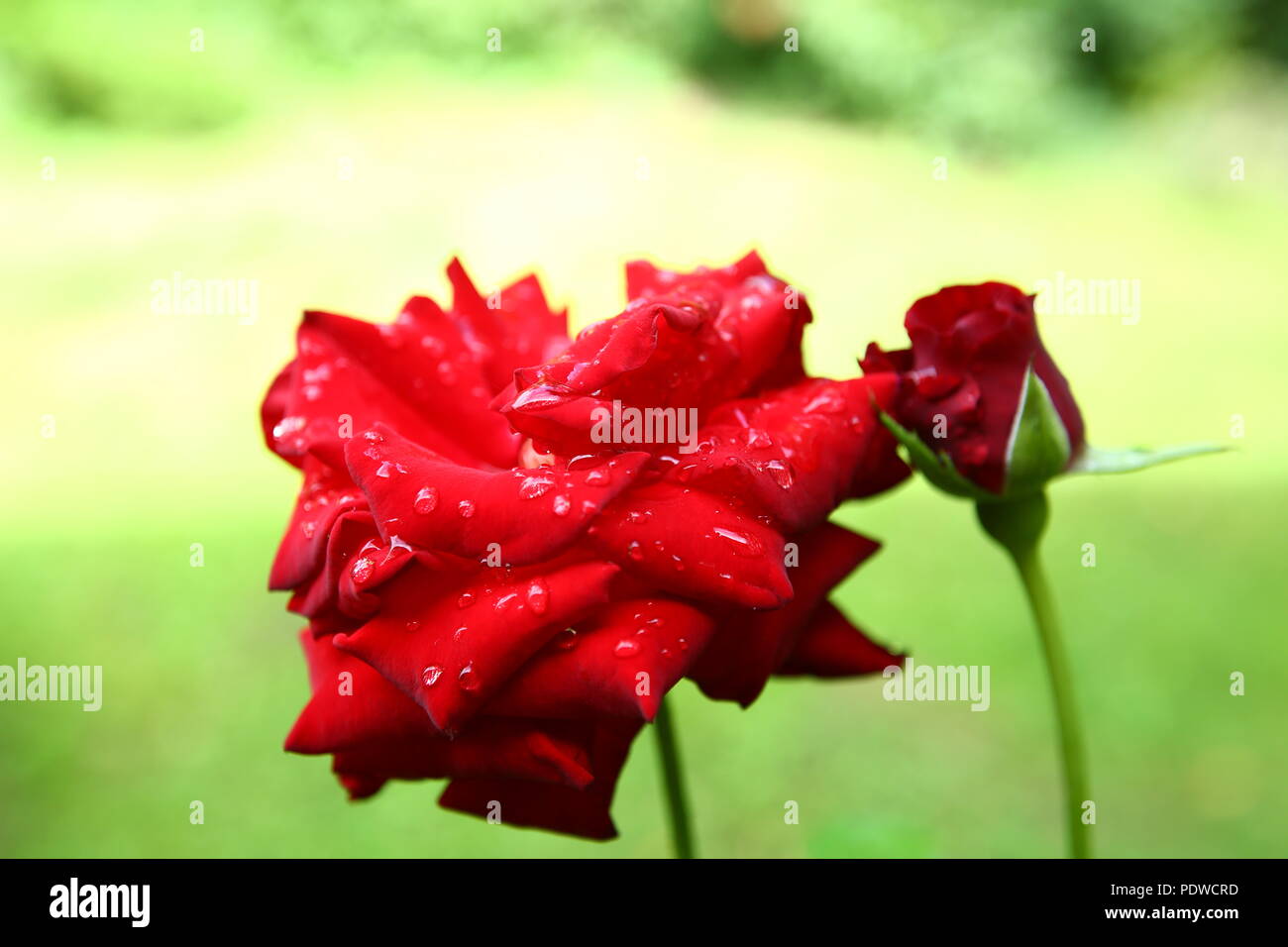 Red roses with rain drops Stock Photo - Alamy