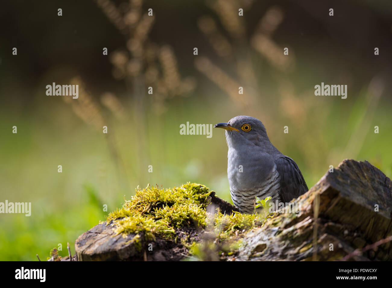 Cuckoo hi-res stock photography and images - Alamy