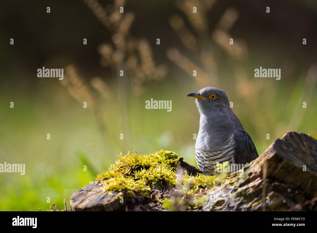 Cuckoo male hi-res stock photography and images - Alamy