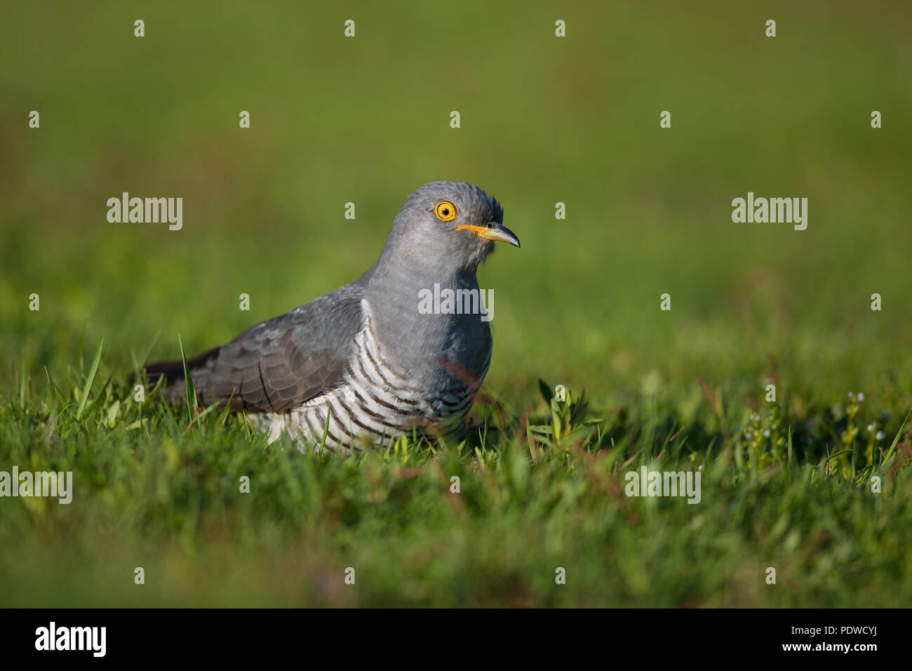 Cuckoo male hi-res stock photography and images - Alamy