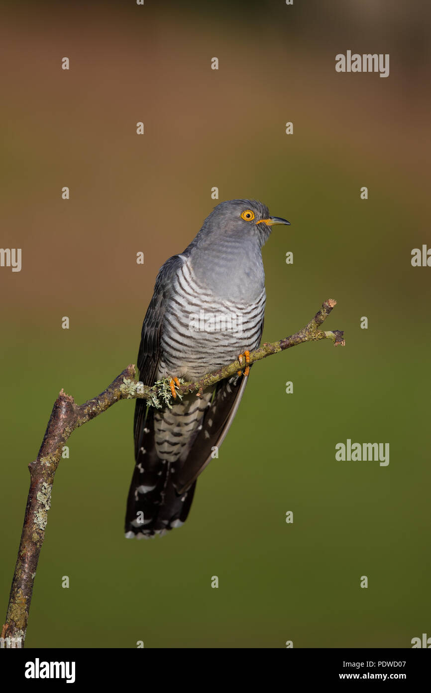 Male cuckoo perched on a stick Stock Photo - Alamy