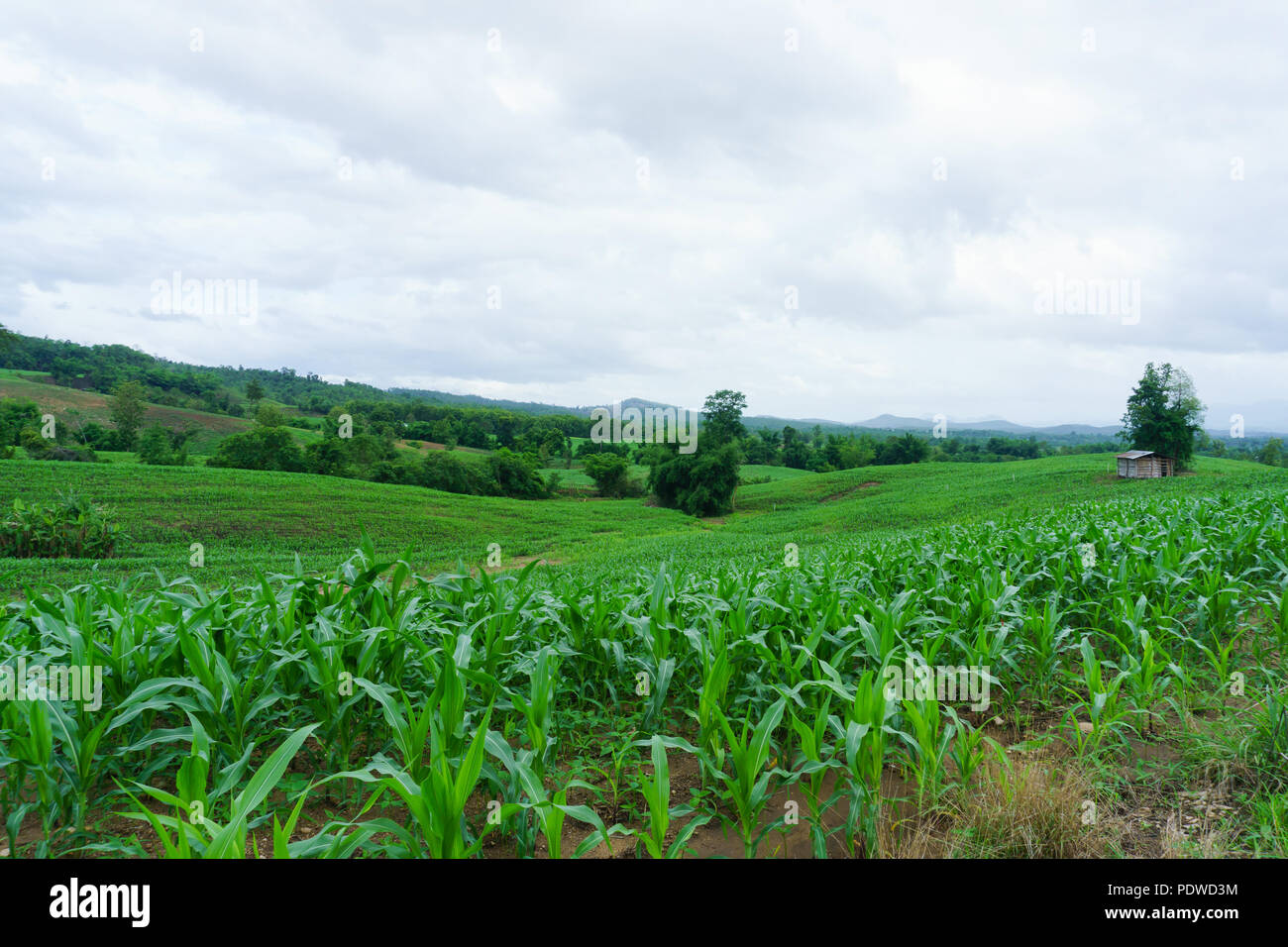corn in the rainy season.agriculture in the rainy season and corn in ...