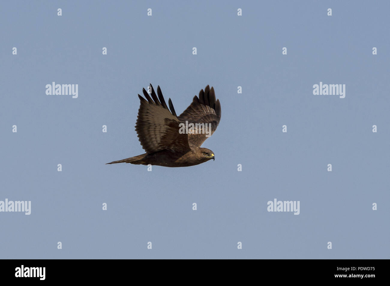Buteo species hi-res stock photography and images - Alamy