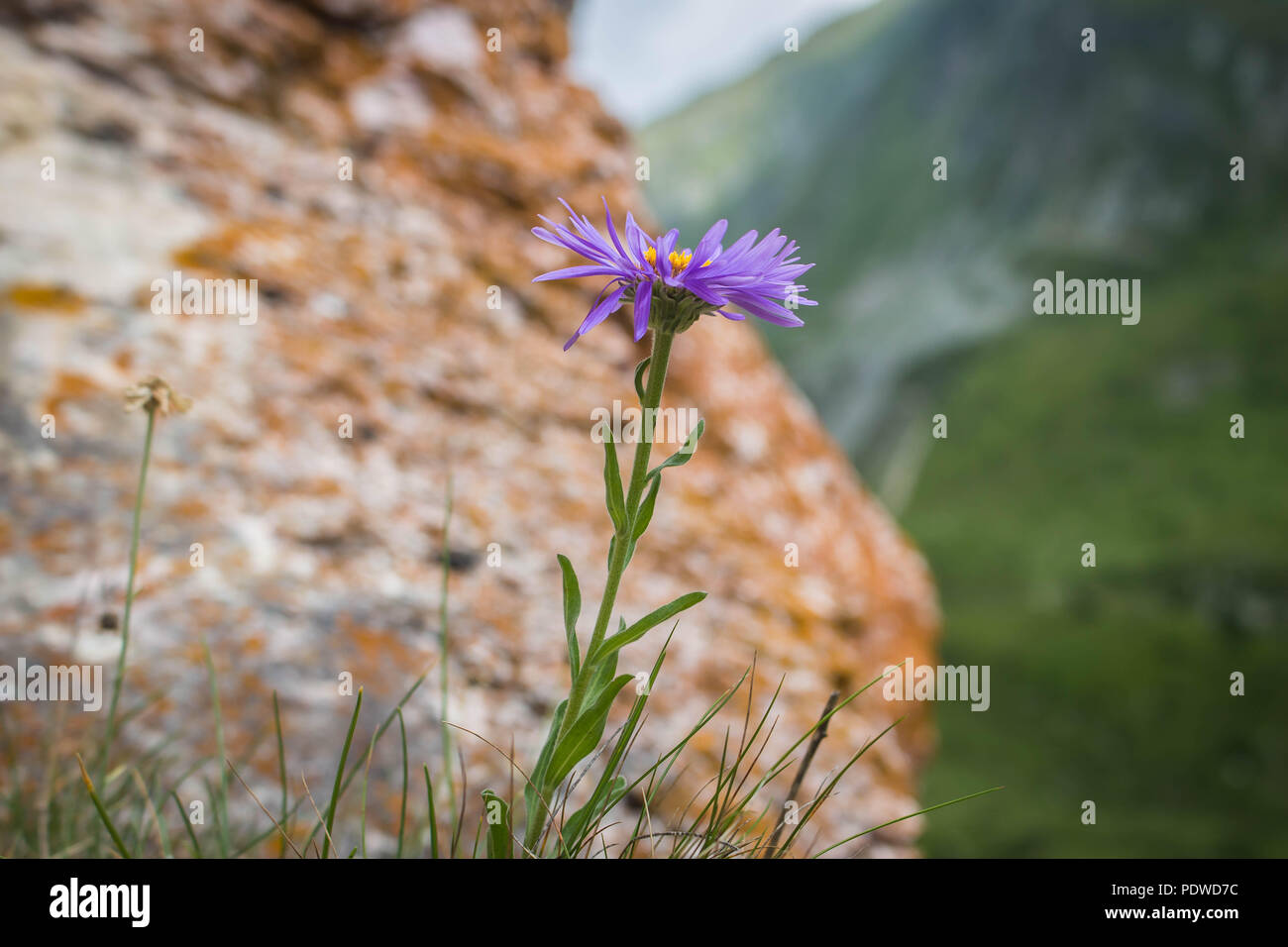 Single violet flower of perennial forb / Aster alpinus on the Sharr ...