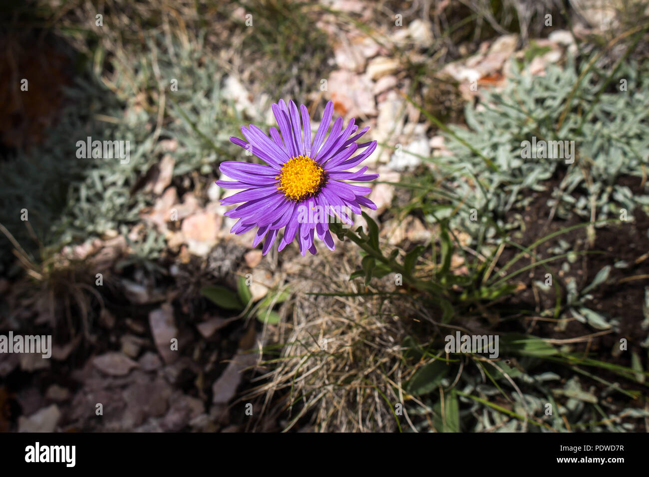 Single violet flower of perennial forb / Aster alpinus on the Sharr ...