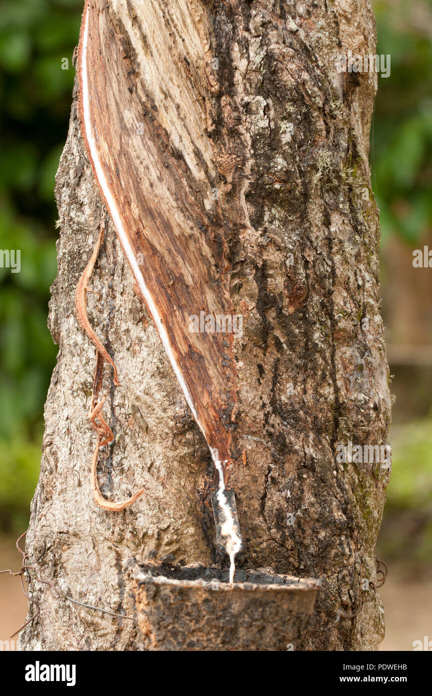 Harvest rubber - Hevea brasiliensis - Thailand - Récolte du latex sur ...