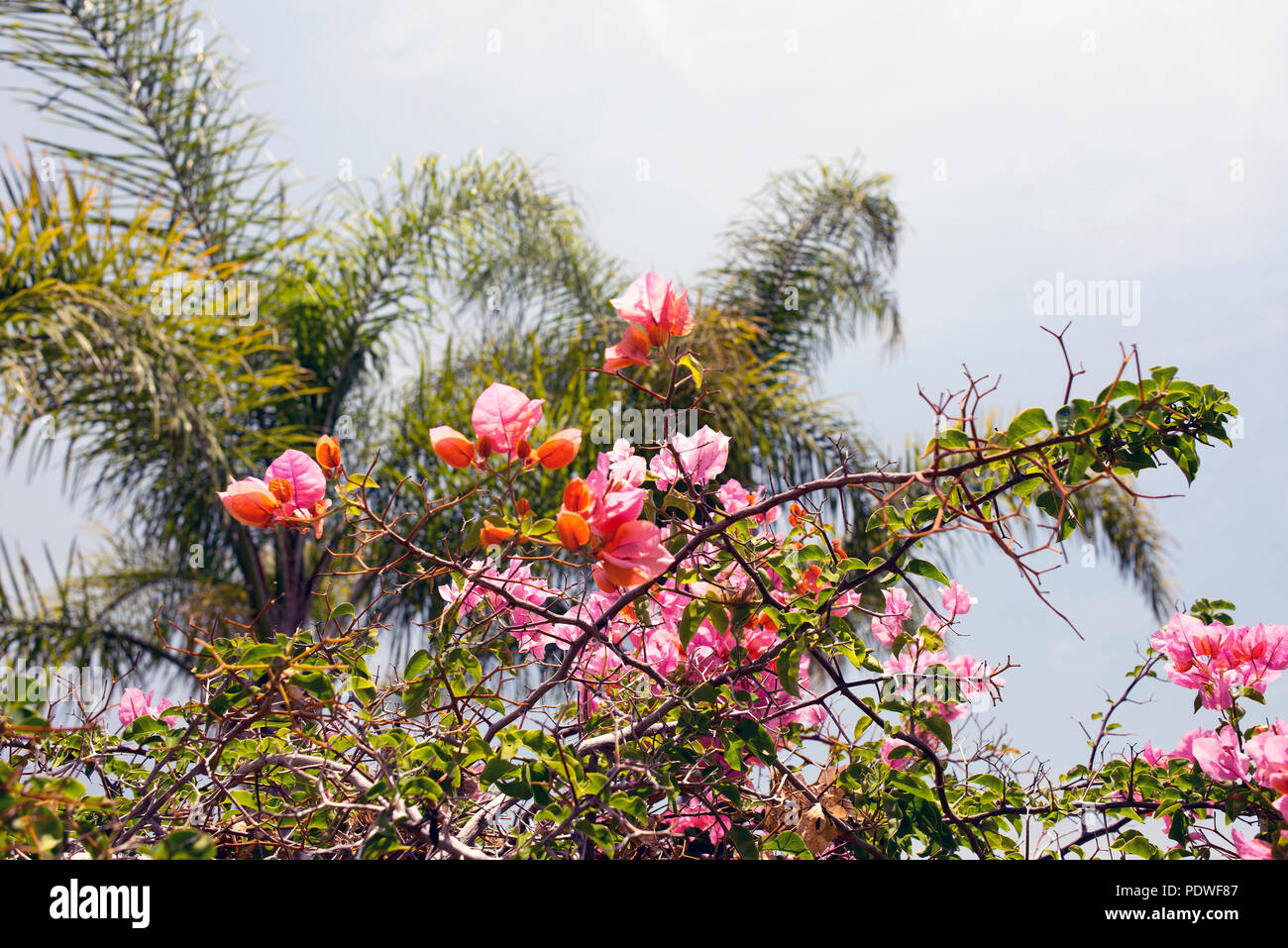 Pink flowers, palm trees and plants in a garden in Malibu, California ...
