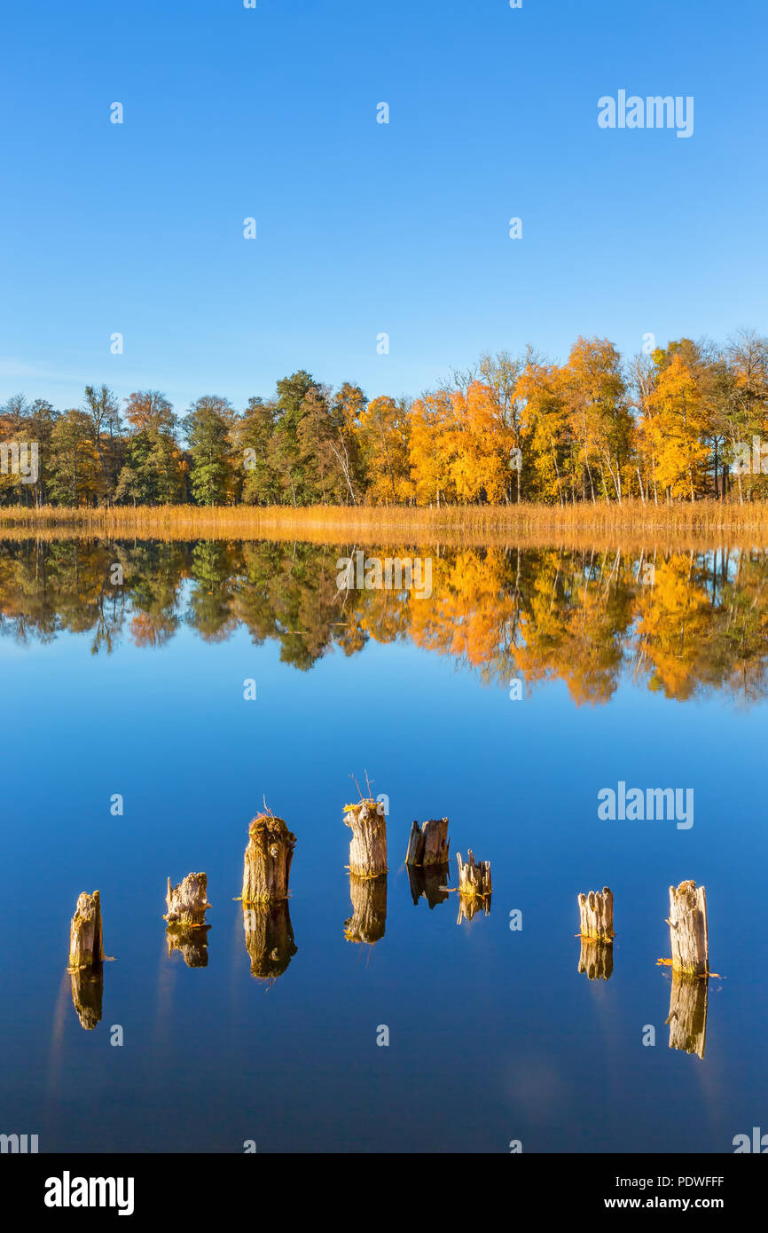 Tree stump in a lake with deciduous forest in autumn colors Stock Photo ...
