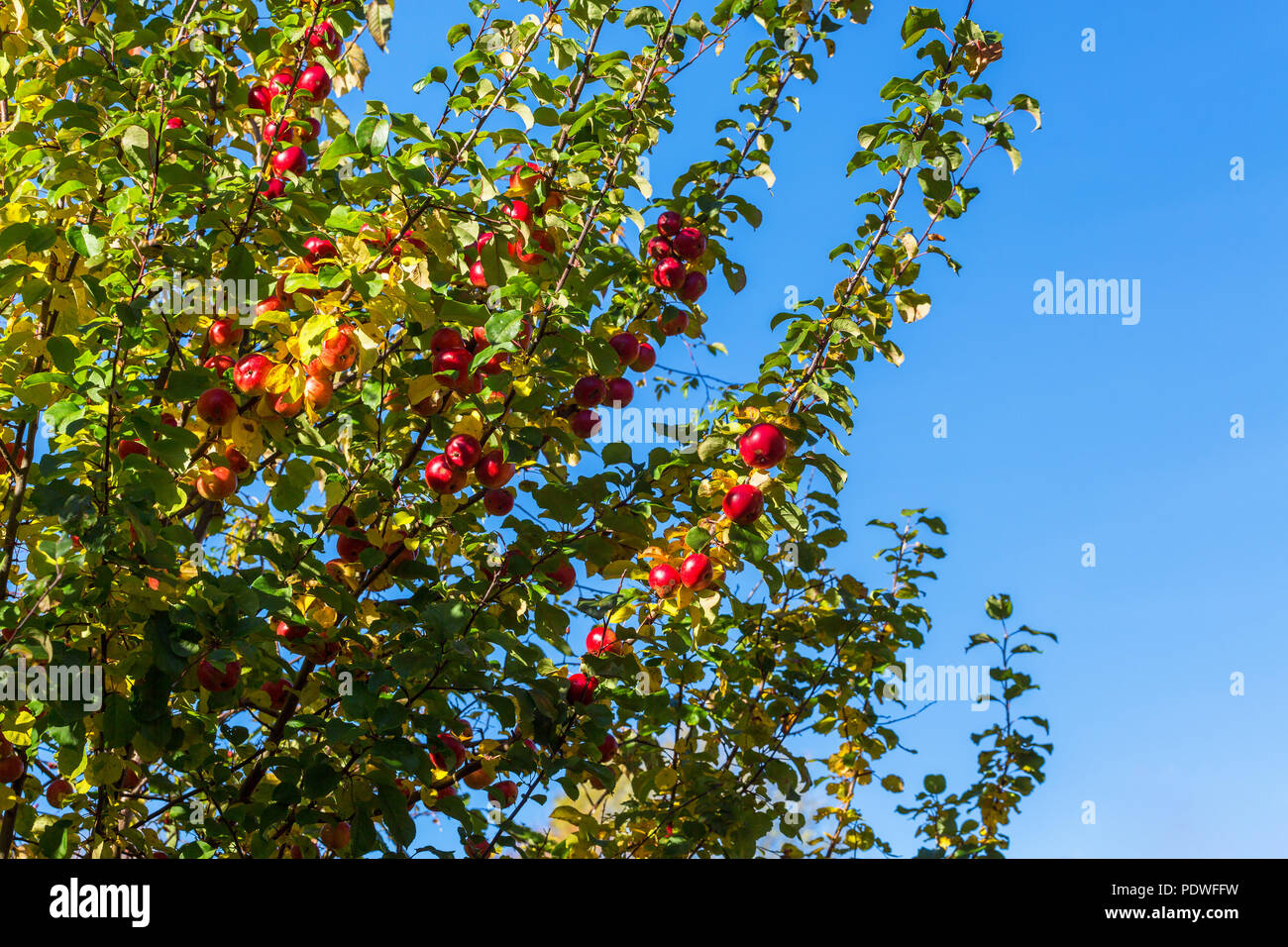 Apple trees with red apples Stock Photo - Alamy