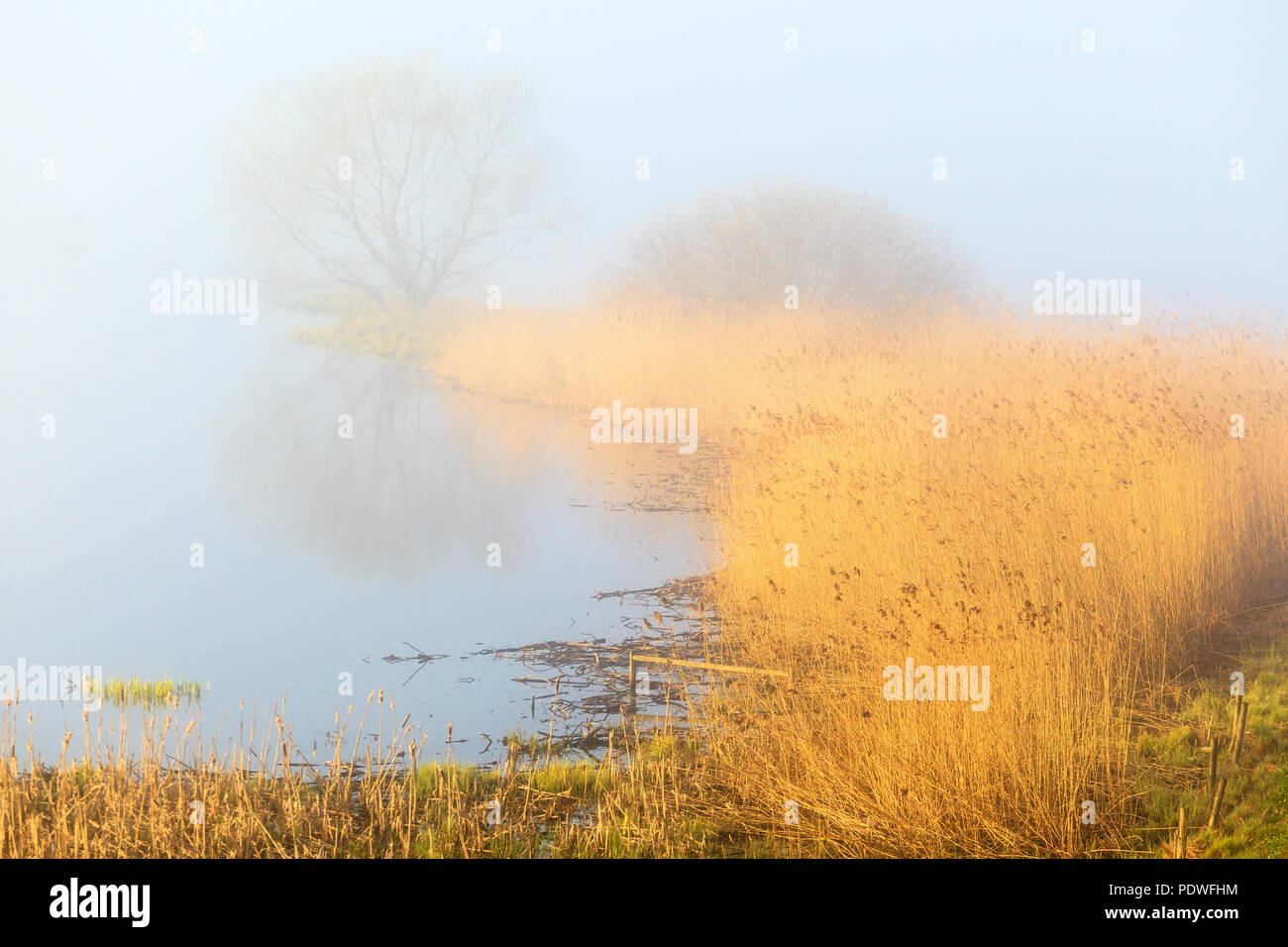 Misty spring morning at the lake Stock Photo - Alamy