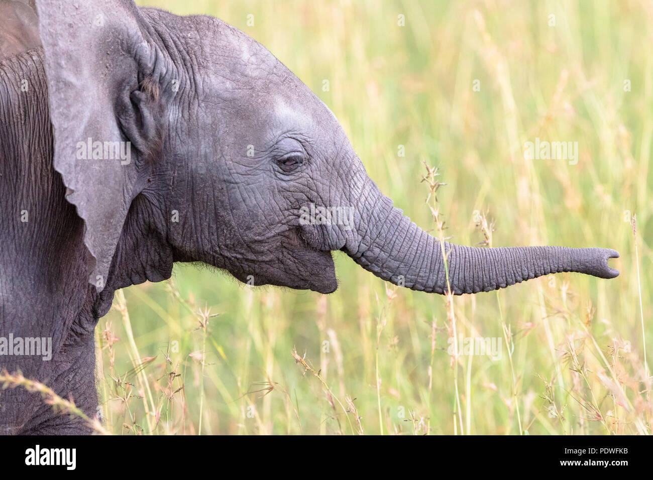 Elephant calf playing with his trunk in the grass Stock Photo - Alamy