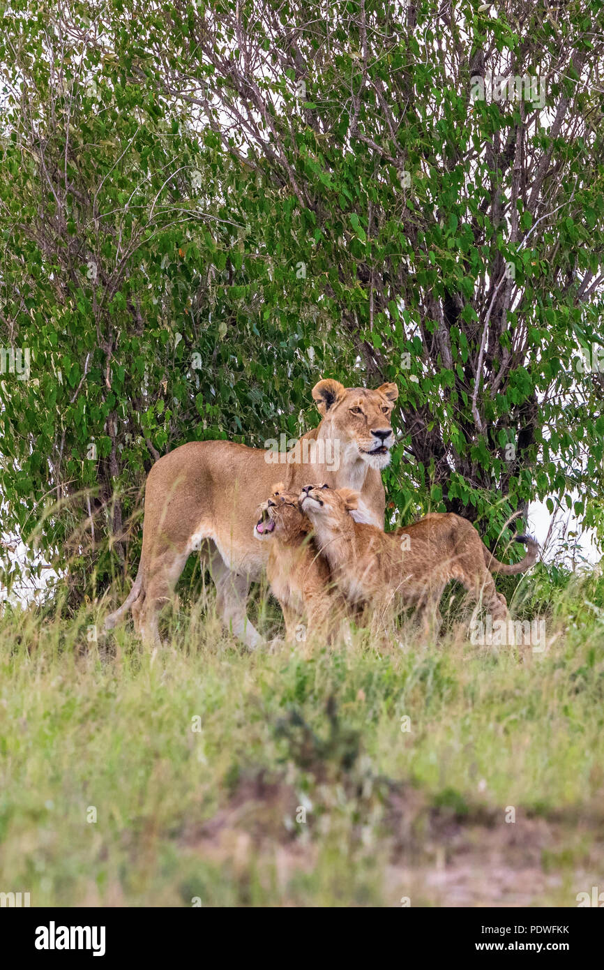 Lioness and lion cuddle hi-res stock photography and images - Alamy