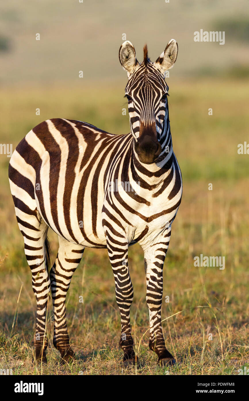 Zebra looking at the camera Stock Photo - Alamy