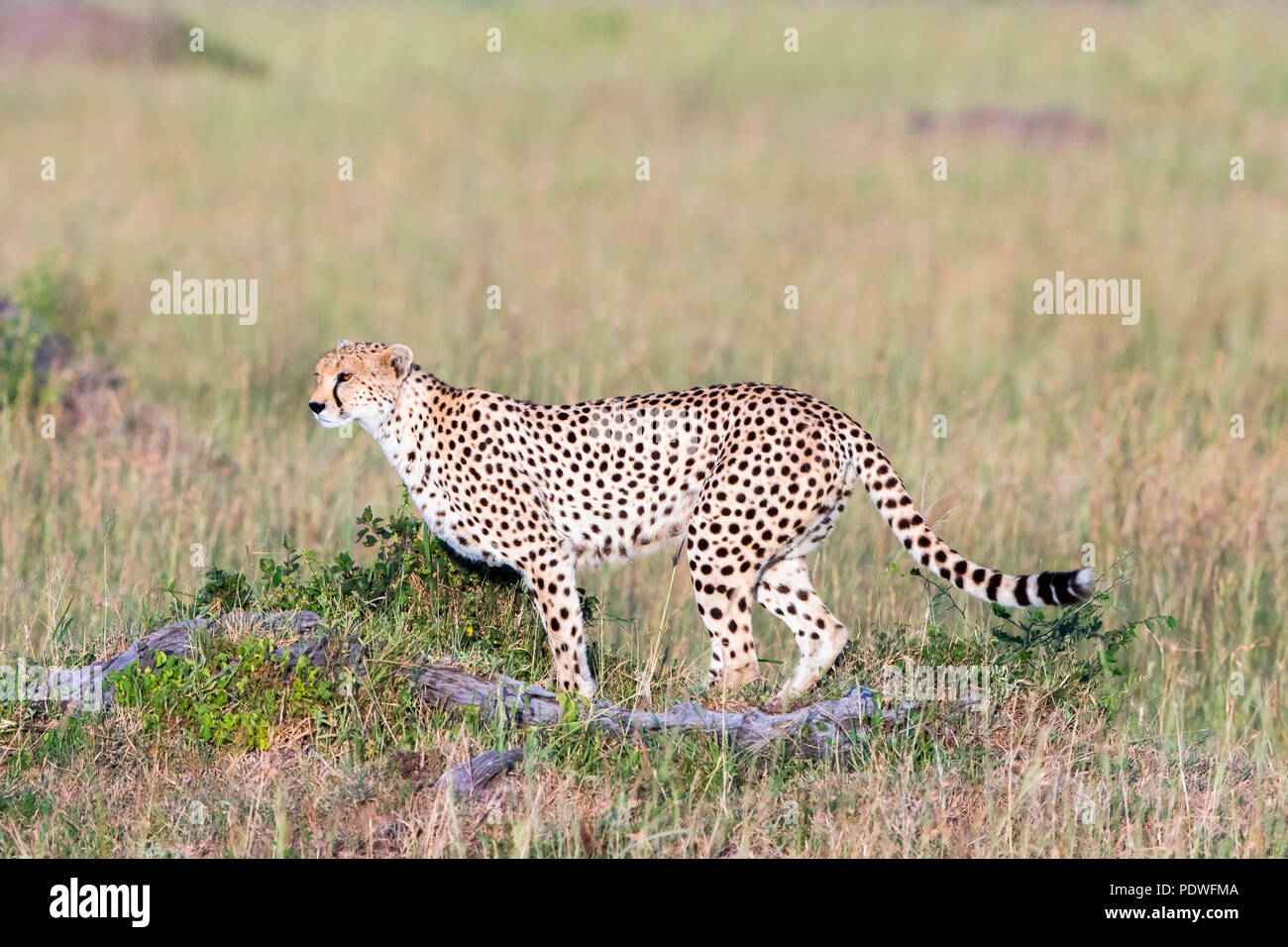 Watchful Cheetah in the savanna Stock Photo - Alamy