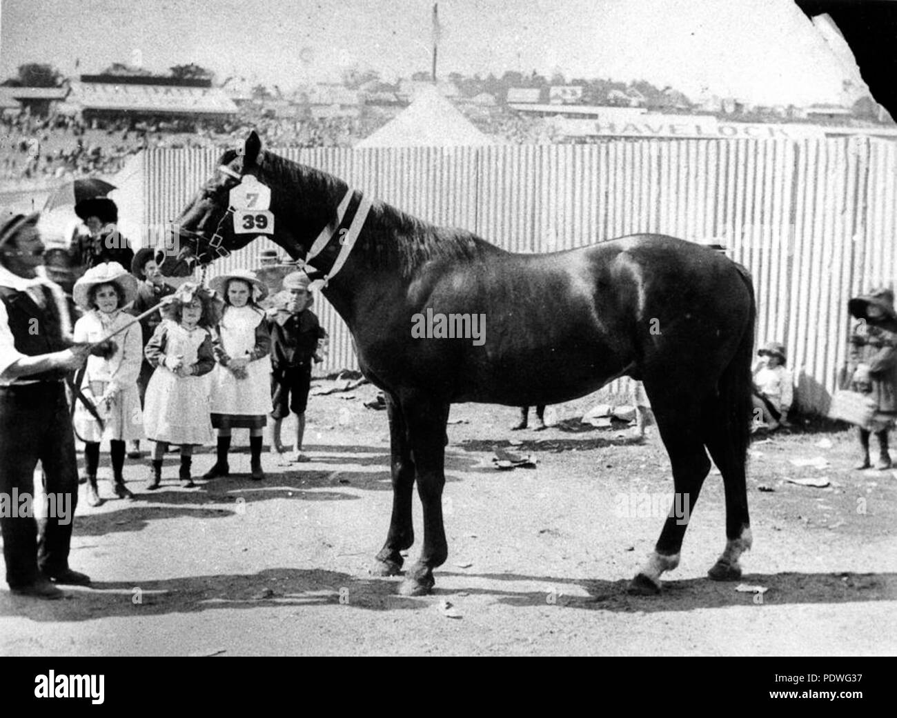 Prize winning horse Black and White Stock Photos & Images - Alamy