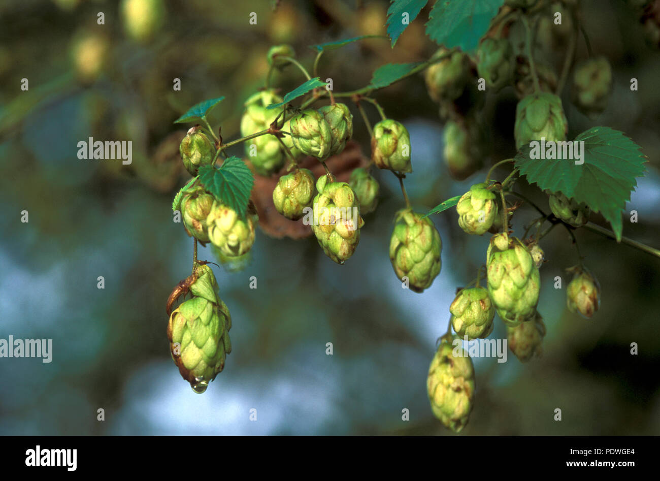 Hop flowers hi-res stock photography and images - Alamy