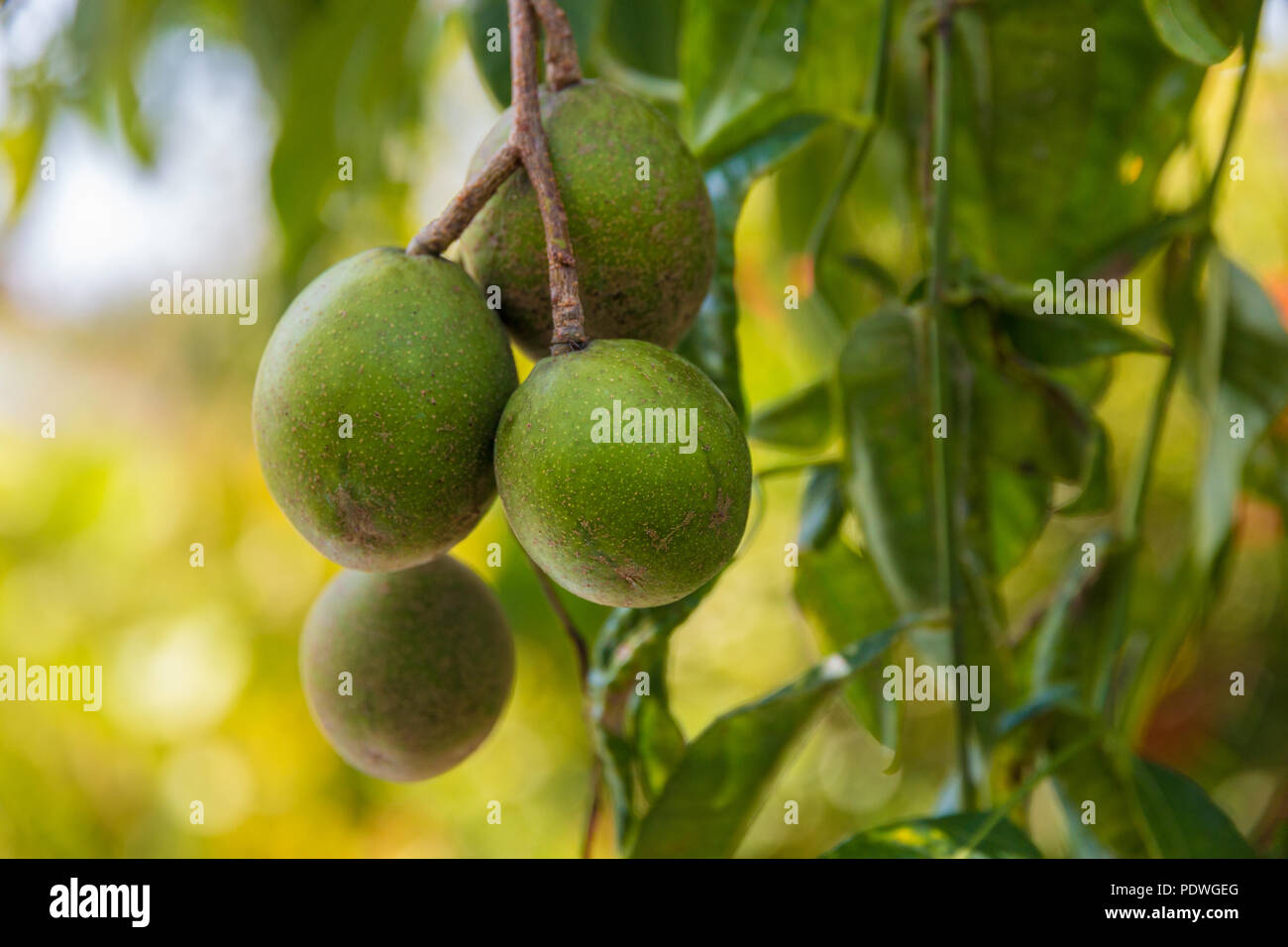 Close-up of green oval Ambarella fruits (Spondias dulcis) hanging on a ...