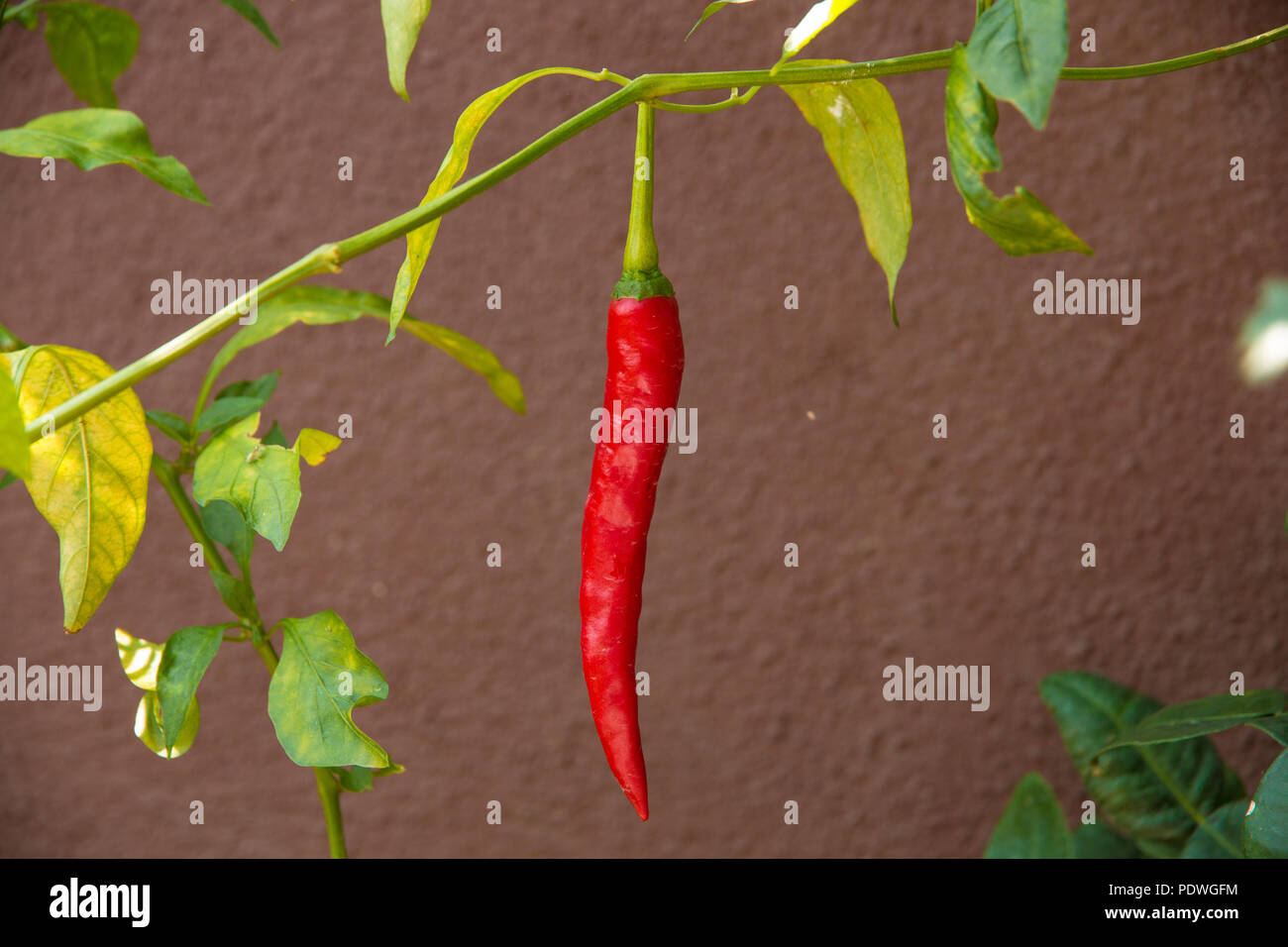 Birds eye chili hi-res stock photography and images - Alamy