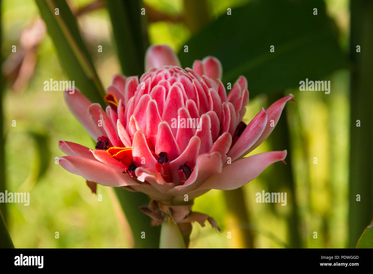 Asam cekala hi-res stock photography and images - Alamy