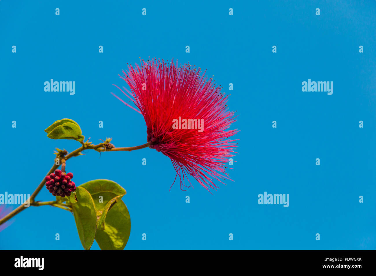 Single red flower of the powder puff plant (Calliandra haematocephala ...