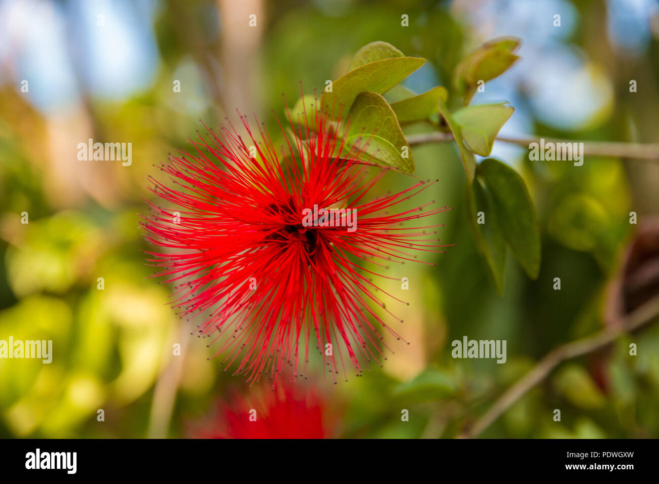 Lovely close up of a beautiful single red flower of a fairy duster ...