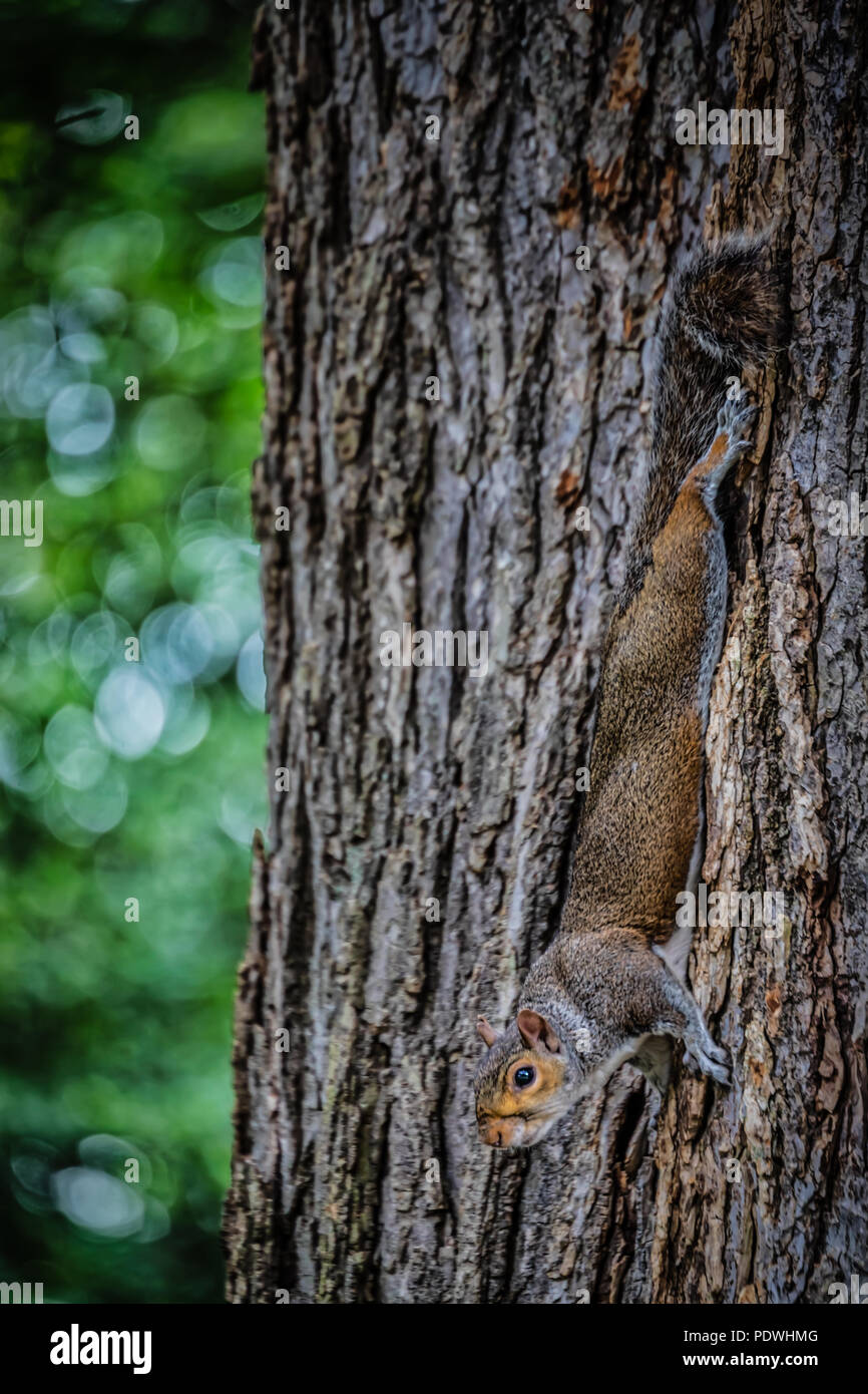 Hanging upside down hi-res stock photography and images - Alamy