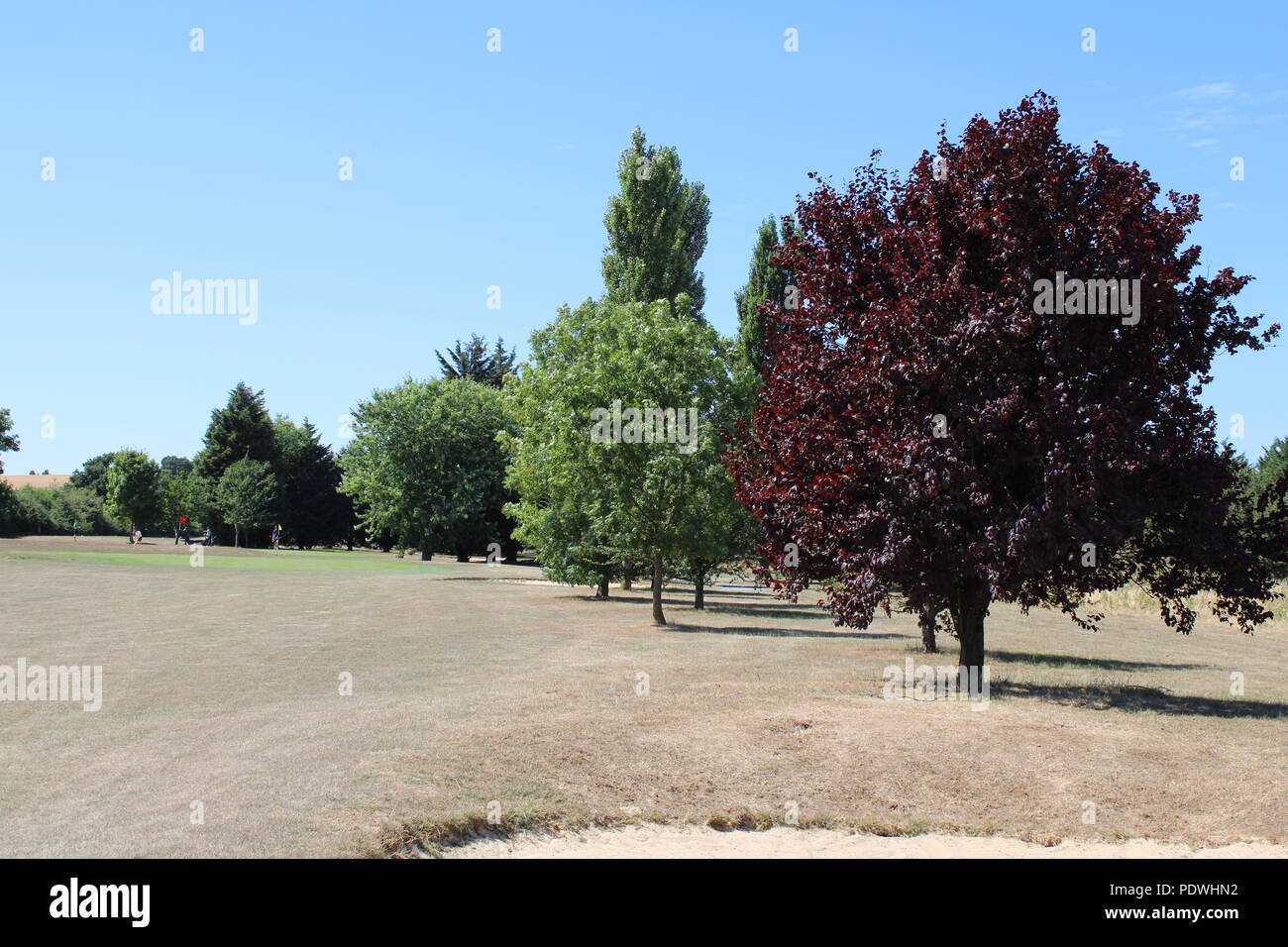 Tree lined fairway approach Stock Photo - Alamy