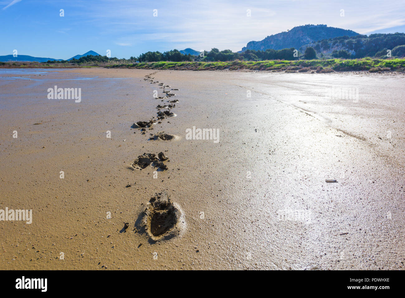 Human footprints in mud and sand marsh in Gialova lagoon, Greece Stock ...