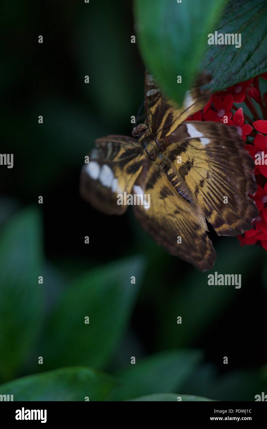 tiger striped buttefly Stock Photo - Alamy