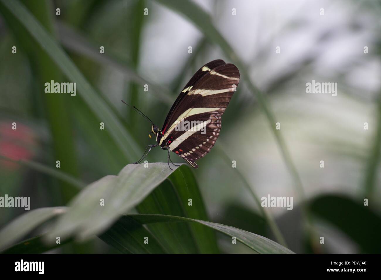 zebra longwing butterfly Stock Photo - Alamy