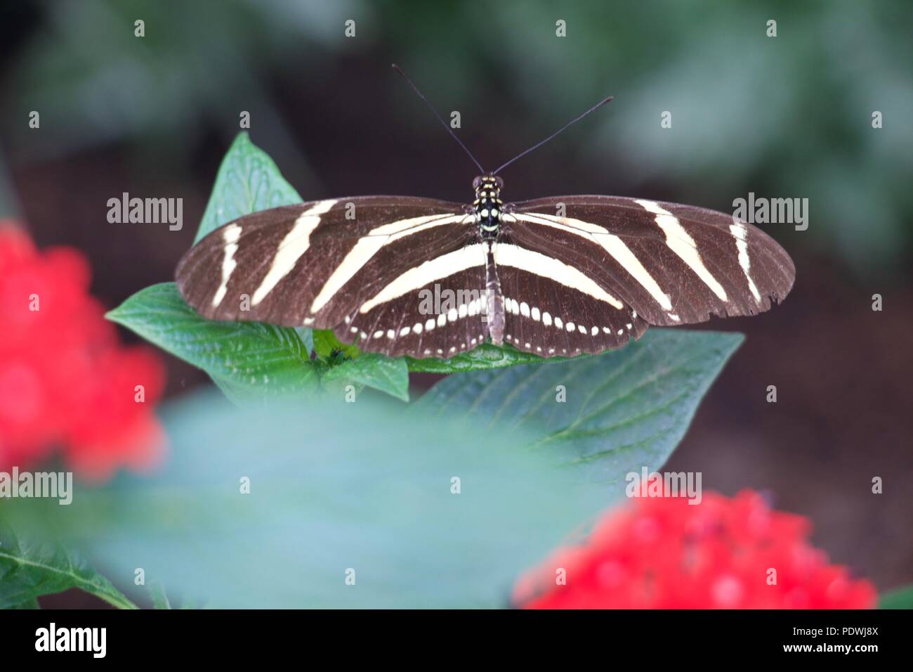 zebra longwing butterfly Stock Photo - Alamy