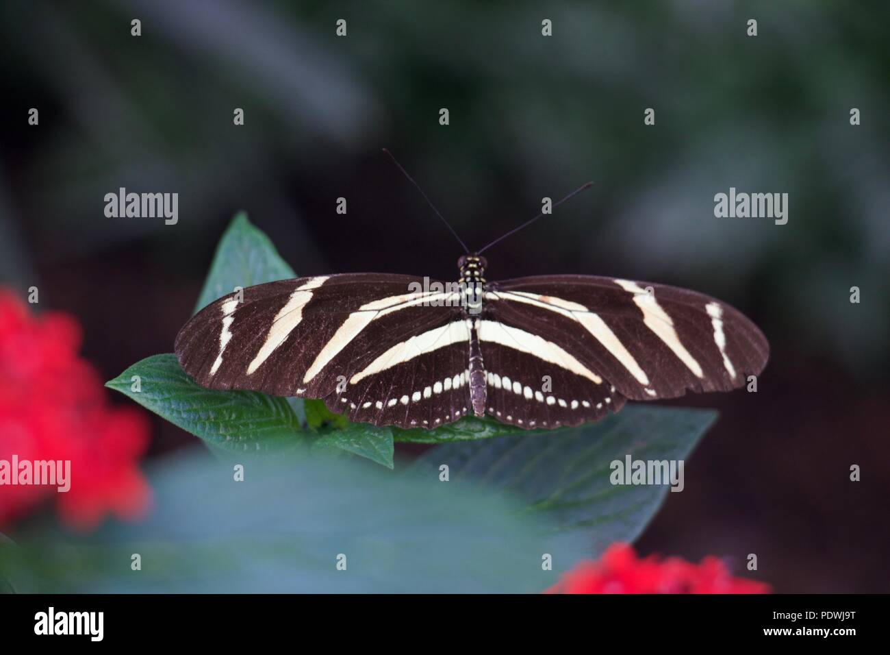zebra longwing butterfly Stock Photo - Alamy
