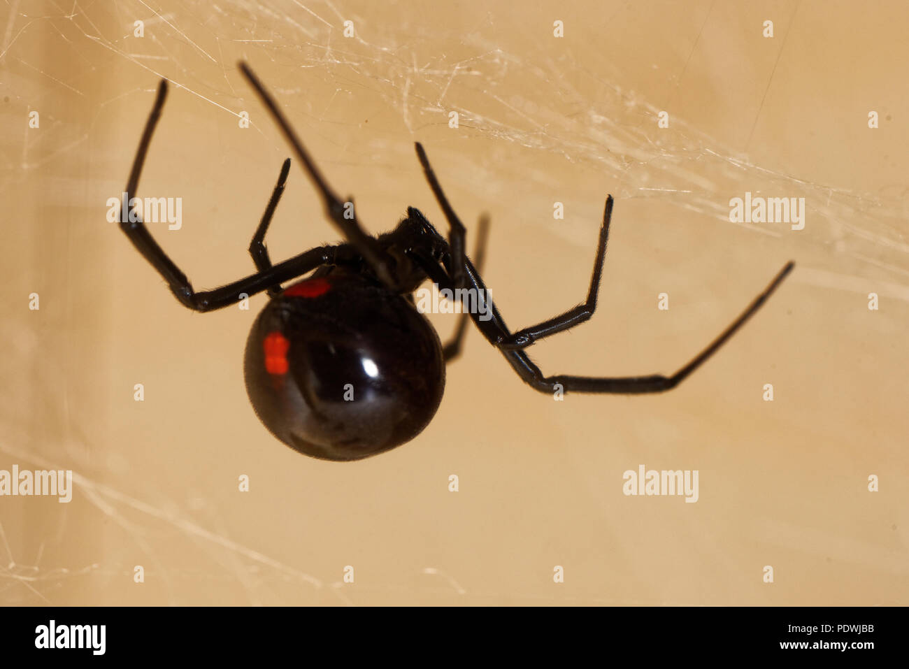 Latrodectus mactans hi-res stock photography and images - Alamy