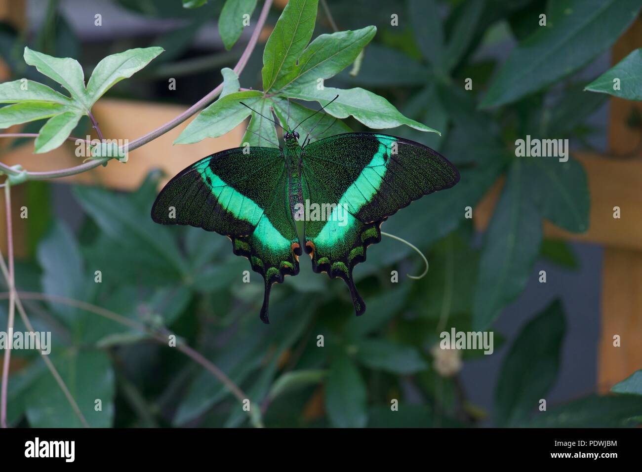 Emerald swallowtail hi-res stock photography and images - Alamy