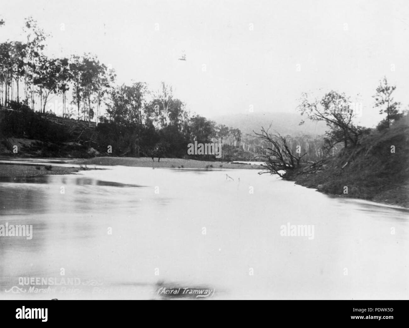 250 StateLibQld 1 204556 By Marsh's Dairy on Cressbrook Station ...