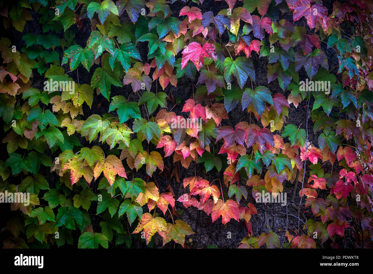 Boston ivy hi-res stock photography and images - Alamy