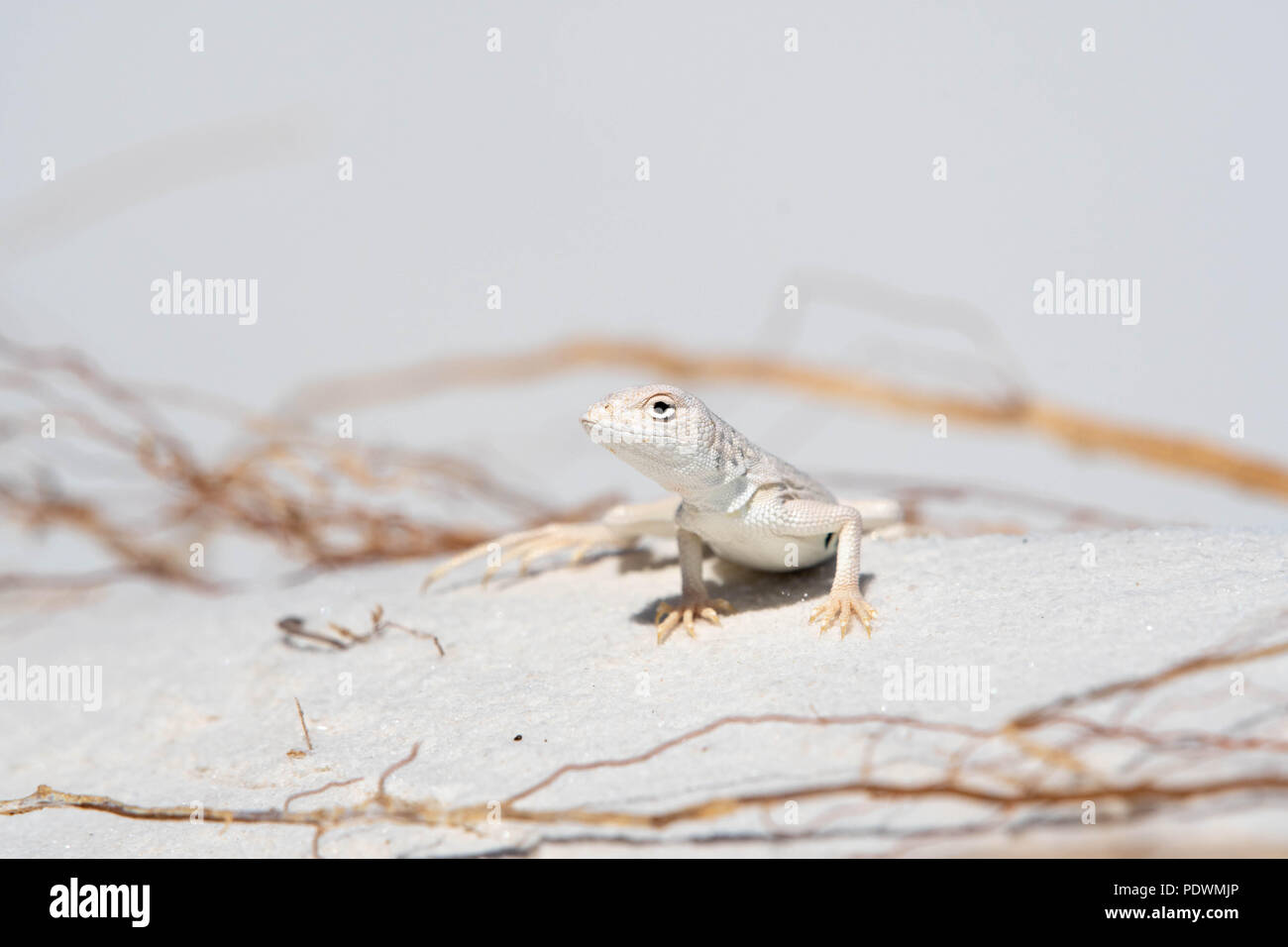 Bleached Earless Lizard, (Holbrookia maculata ruthveni), White Sands ...