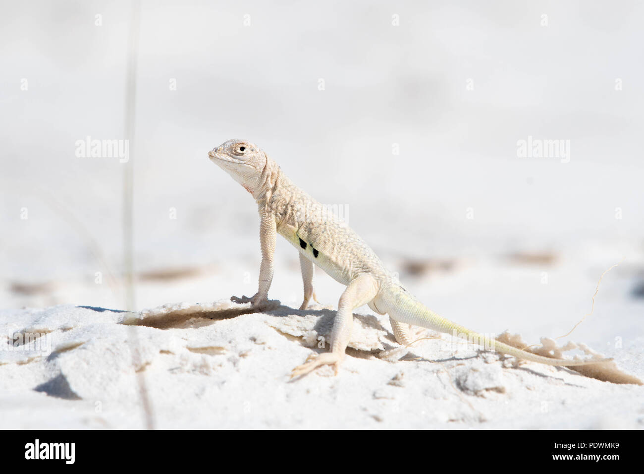 Bleached Earless Lizard, (Holbrookia maculata ruthveni), White Sands ...