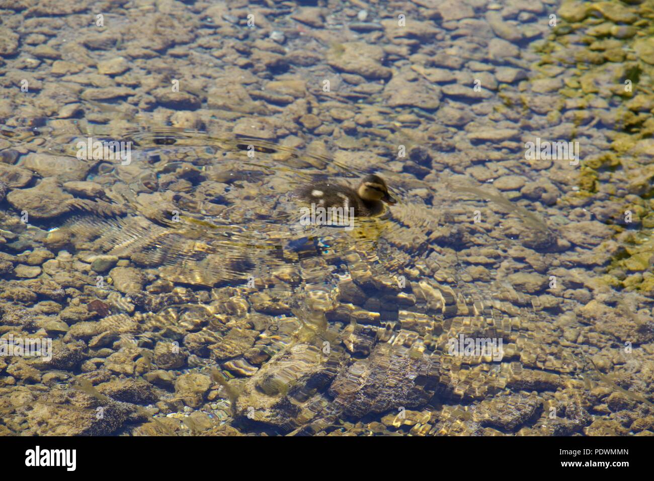 Duckling swimming in clear water hi-res stock photography and images ...