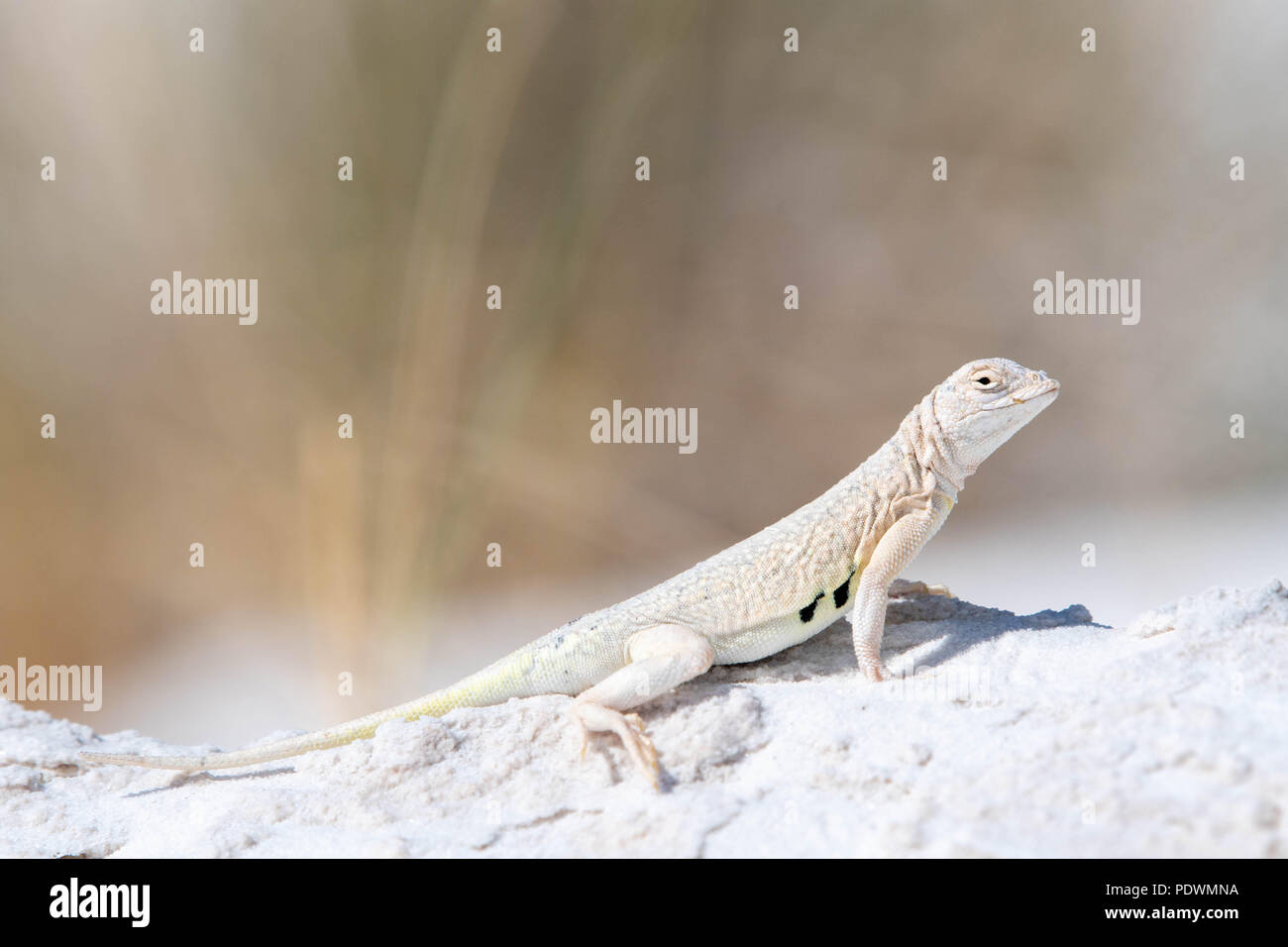 Bleached Earless Lizard, (Holbrookia maculata ruthveni), White Sands ...