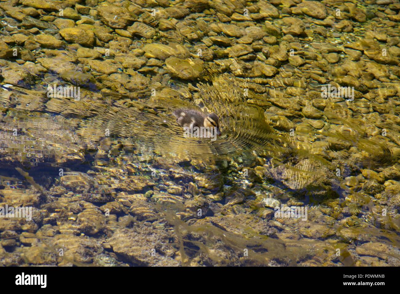 Duckling swimming in clear water hi-res stock photography and images ...