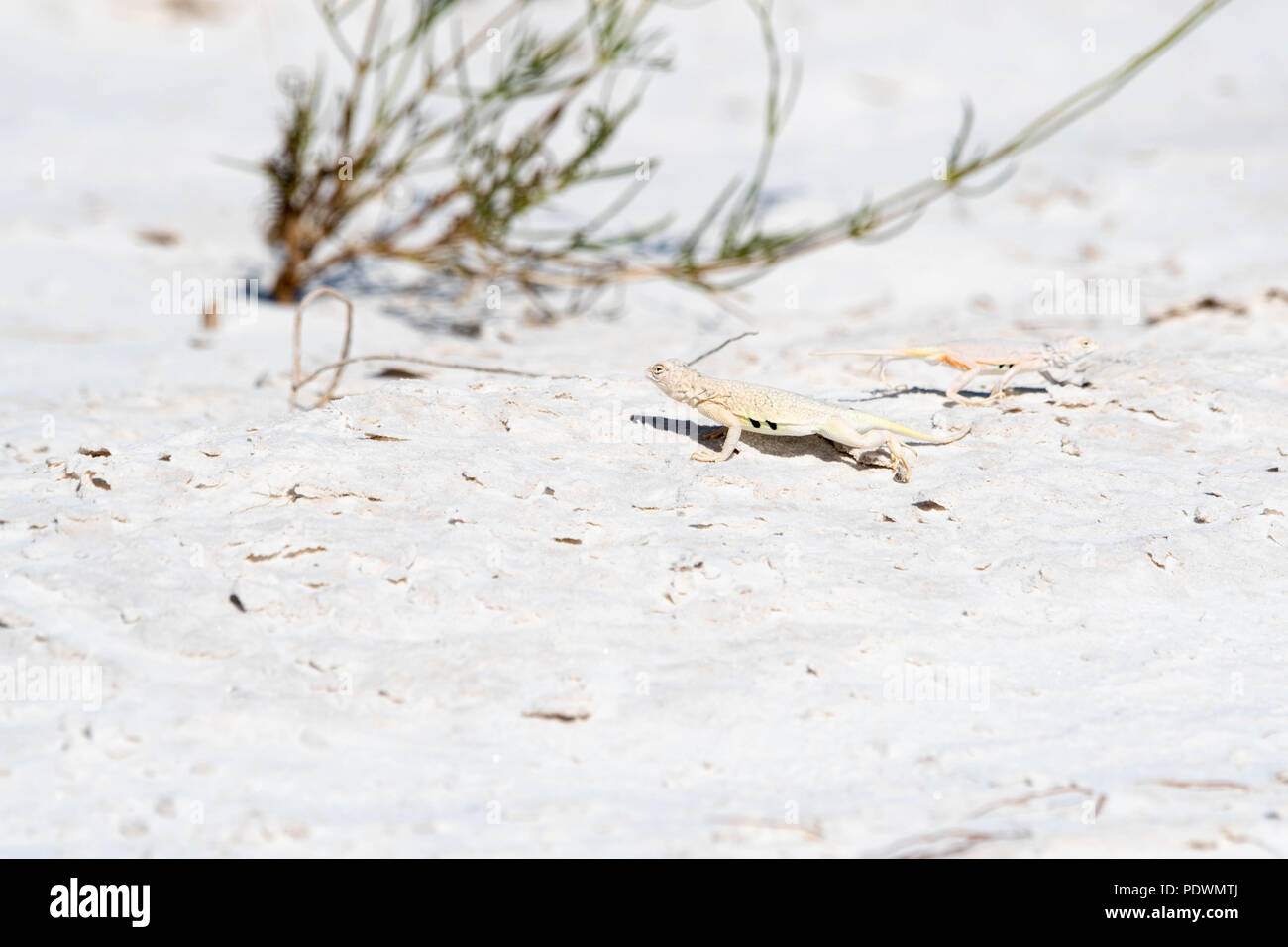 Bleached Earless Lizard, (Holbrookia maculata ruthveni), White Sands ...