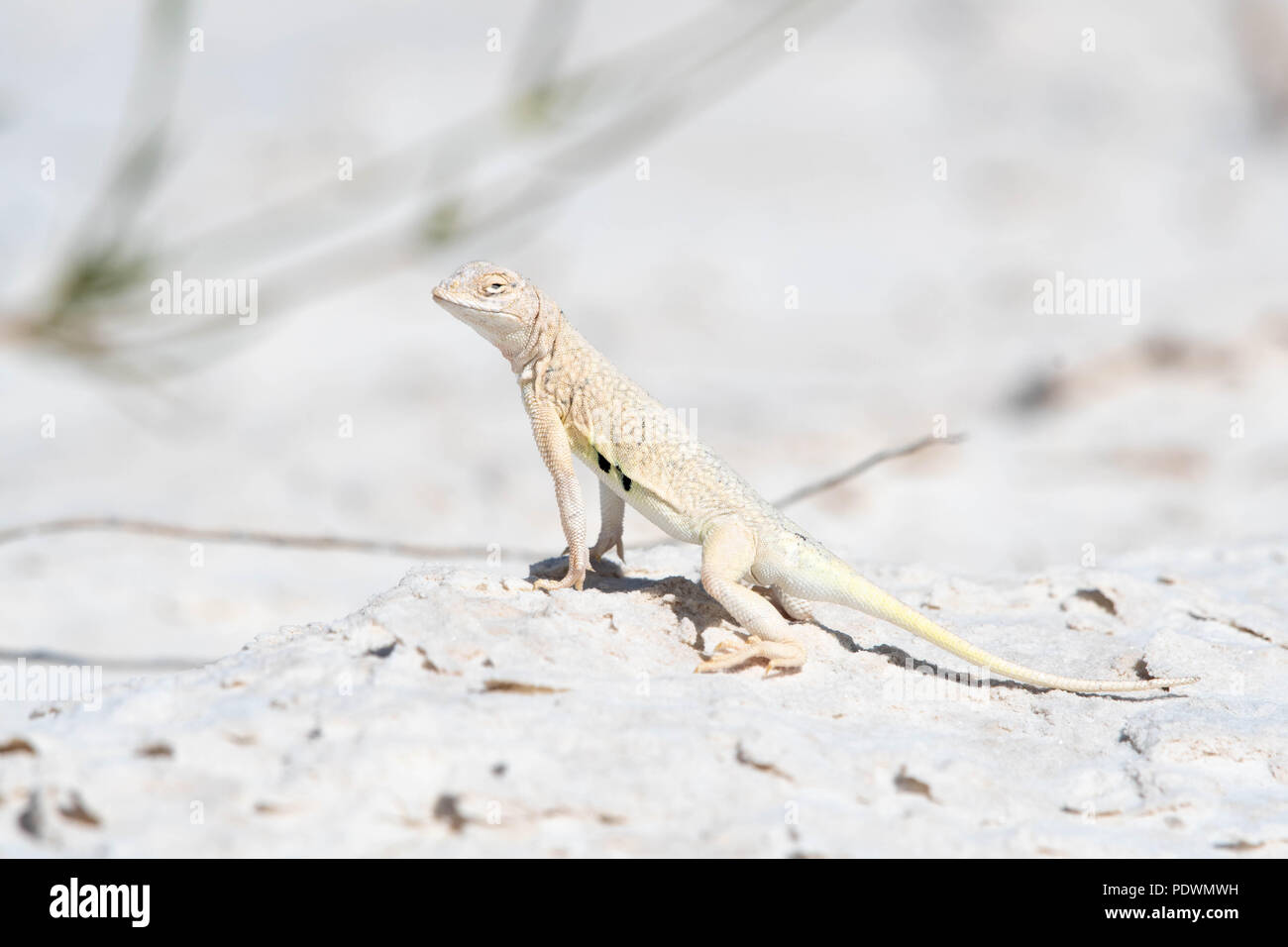 Bleached Earless Lizard, (Holbrookia maculata ruthveni), White Sands ...