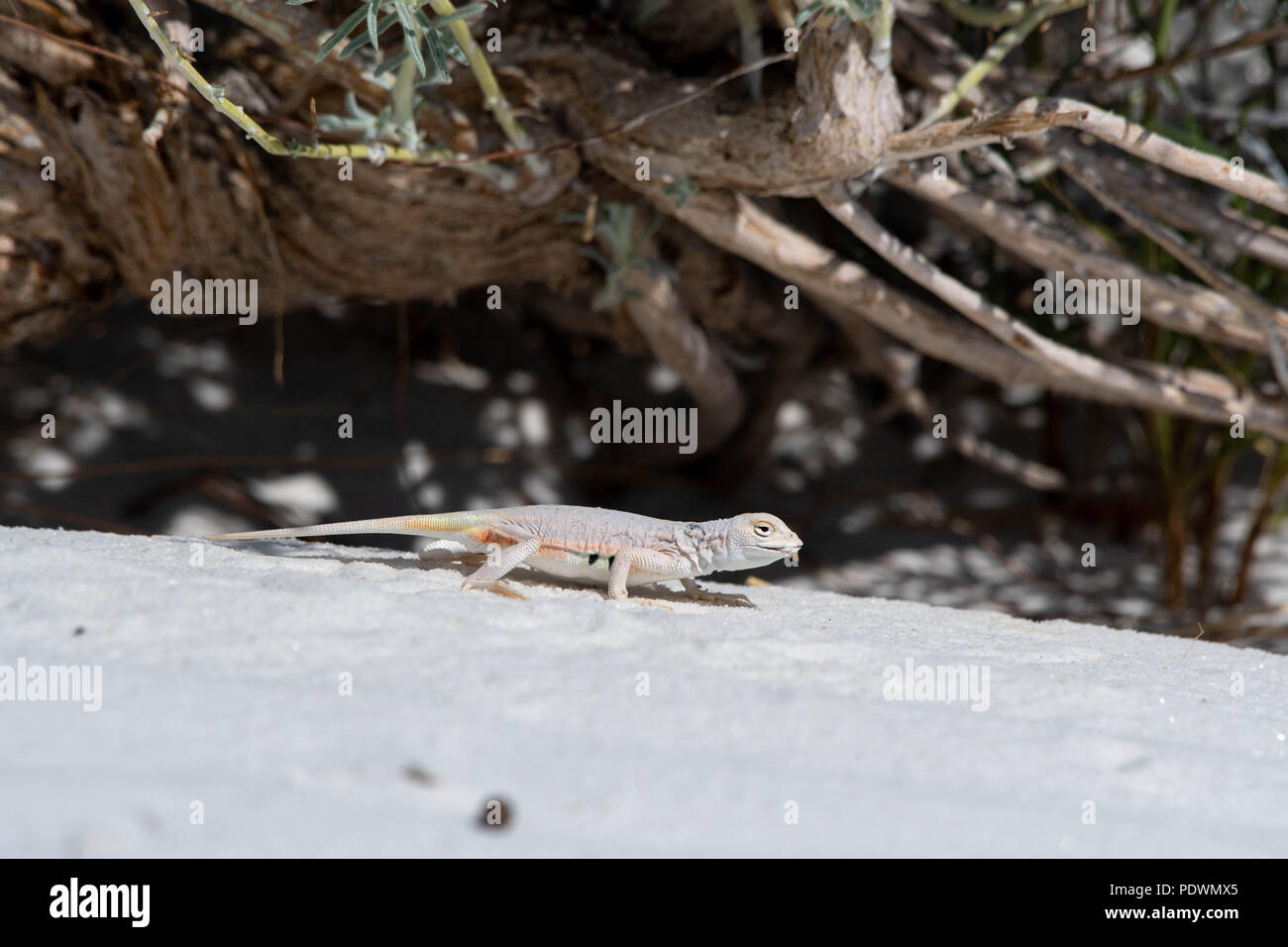 Bleached Earless Lizard, (Holbrookia maculata ruthveni), White Sands ...