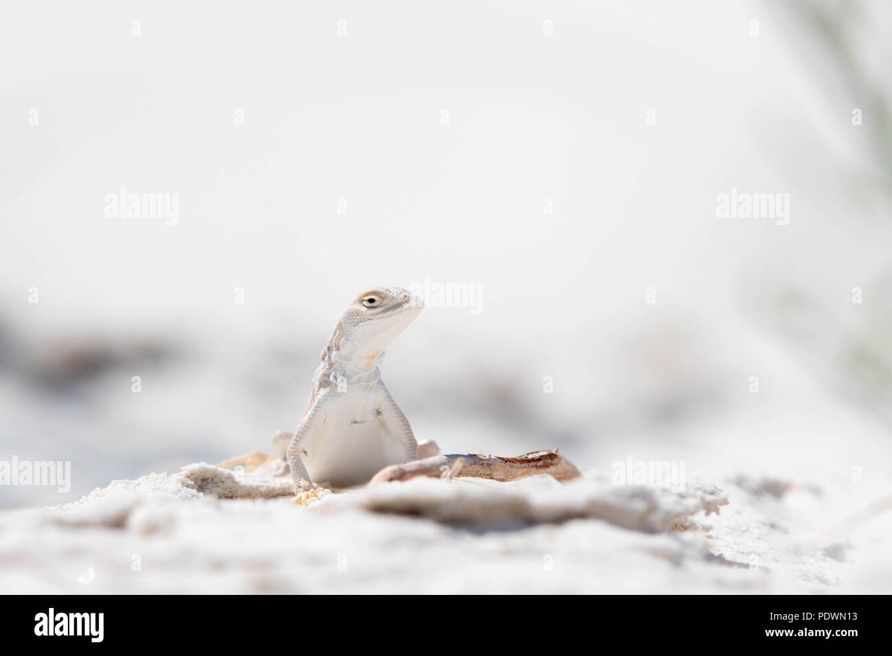 Bleached Earless Lizard, (Holbrookia maculata ruthveni), White Sands ...