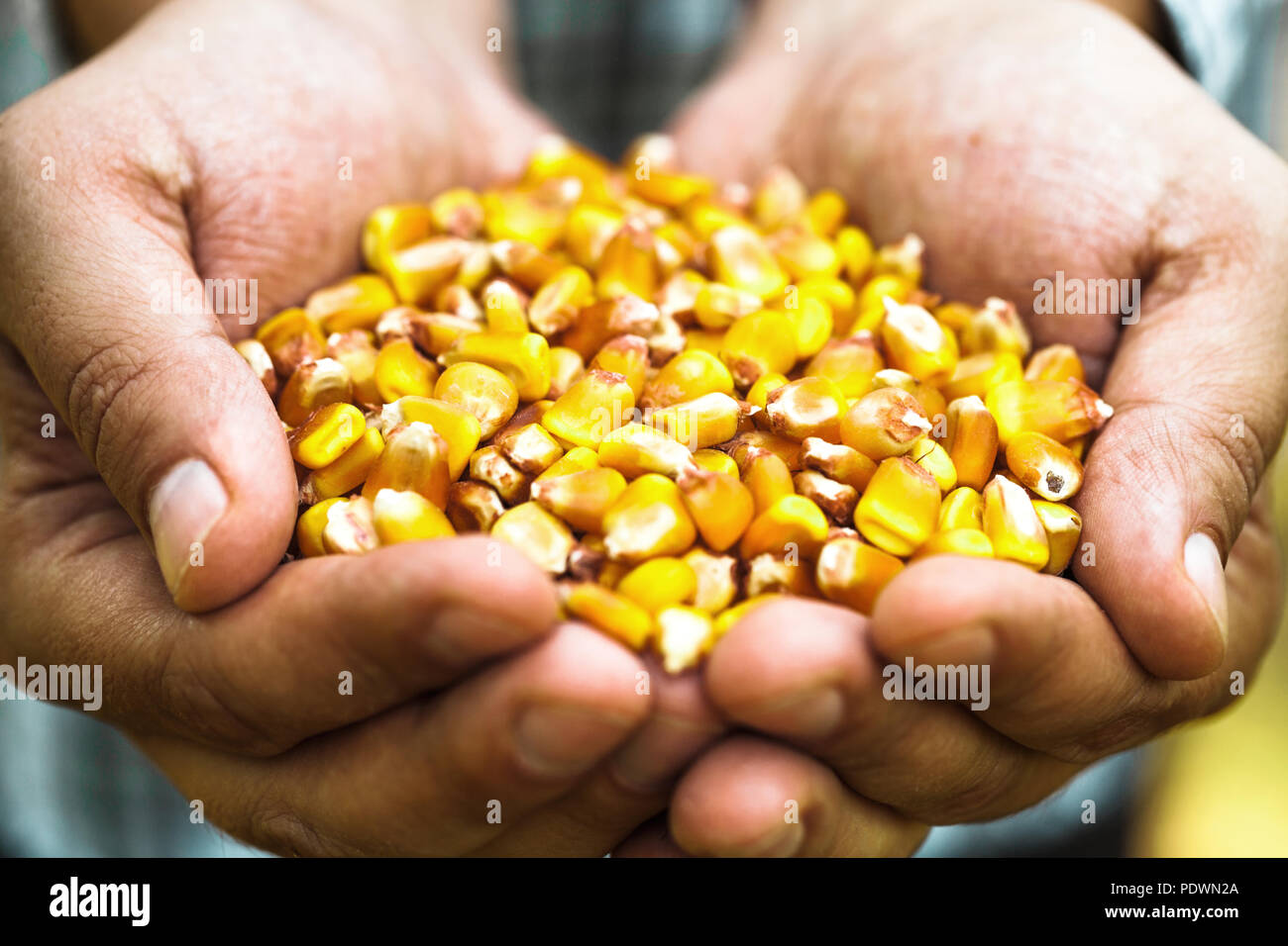 Summer harvest. Farmers hands with fresh corn Stock Photo - Alamy